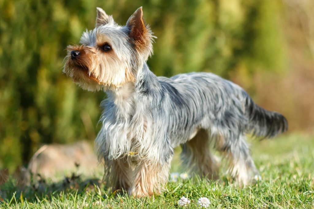 Australian Yorkshire Terrier: Your Ultimate Guide To The Adorable ...