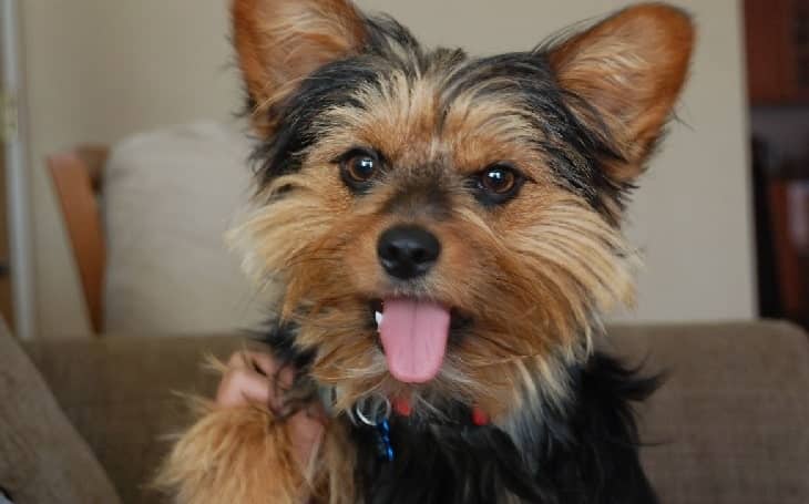 Are Small Mixed Breed Dogs Right For You?