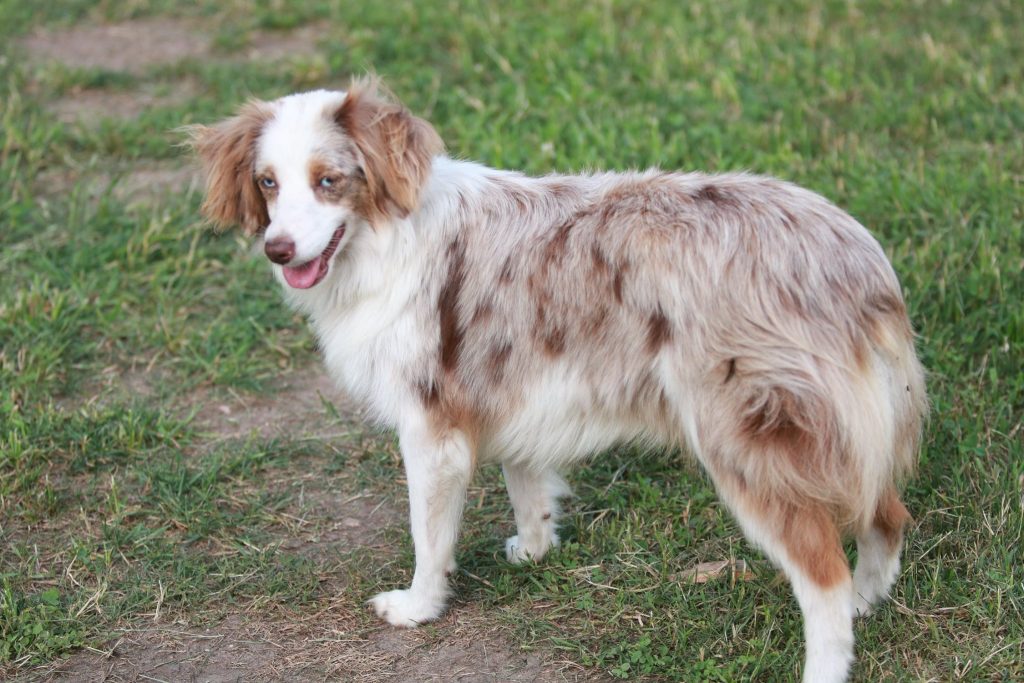 Aussalier: Everything You Need To Know About This Adorable Companion