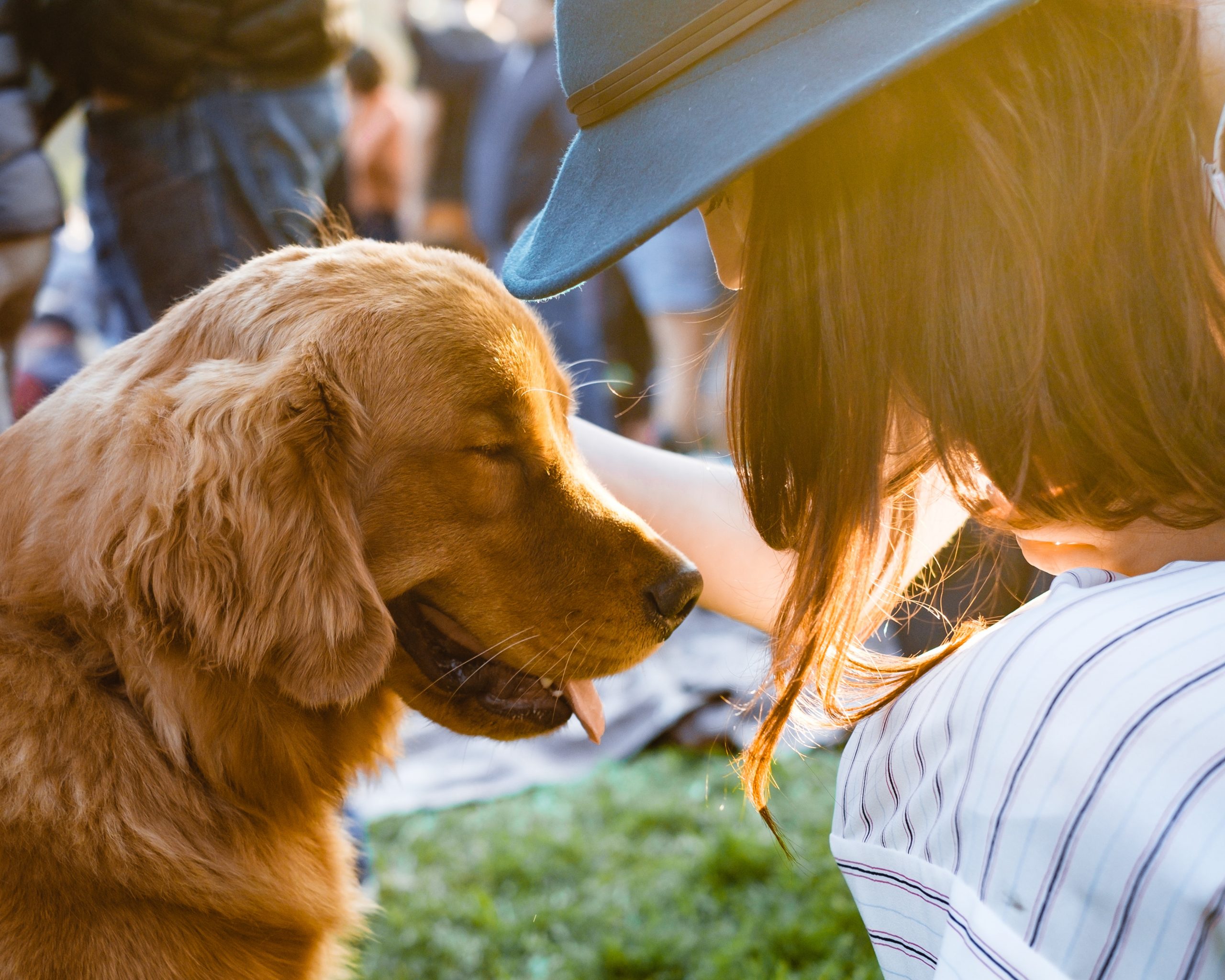 Taking Care Of A Dog: The Key Things To Remember