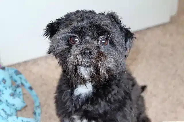 Why Choose An Affenpoo? A Guide To This Unique Hybrid Breed