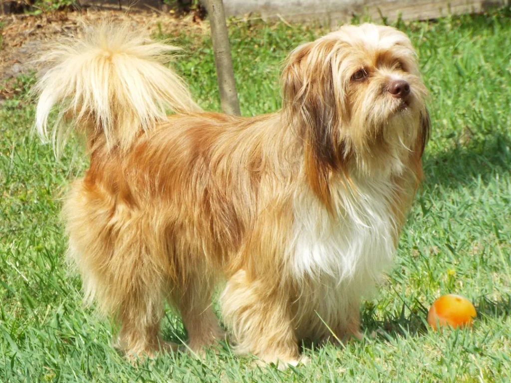 Auss Tzu: Discovering The Joy And Versatility Of This Endearing ...