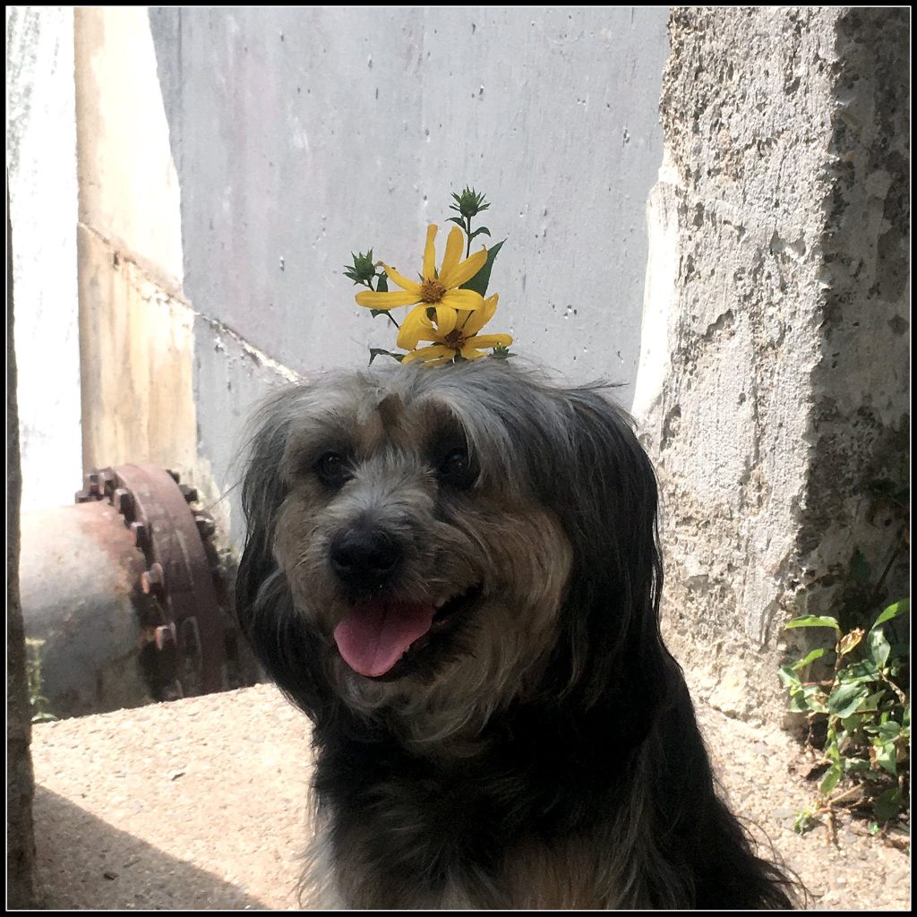 Auss Tzu: Discovering The Joy And Versatility Of This Endearing ...