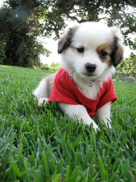 Auss Tzu: Discovering The Joy And Versatility Of This Endearing ...