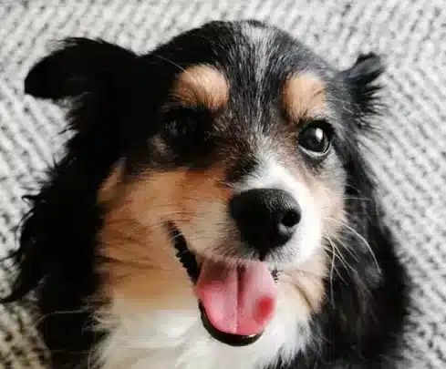 Austi-Pap Essentials: Understanding Your Hybrid Dog's Needs For A Happy ...