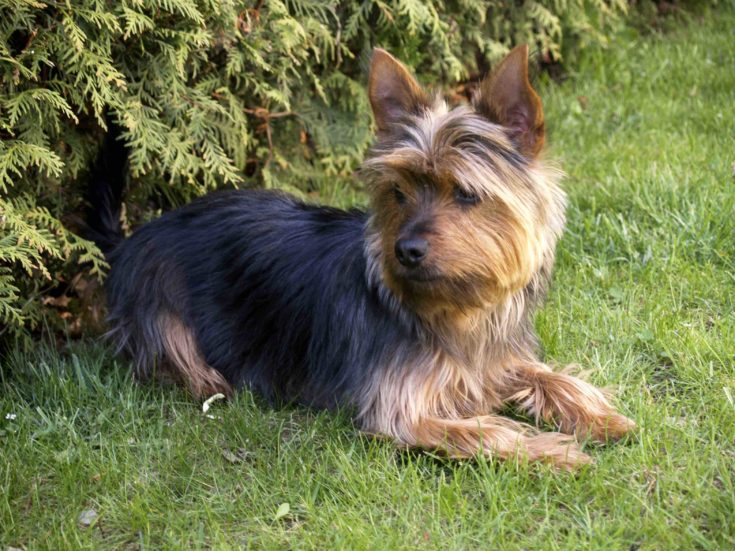 Australian Yorkshire Terrier: Your Ultimate Guide To The Adorable ...