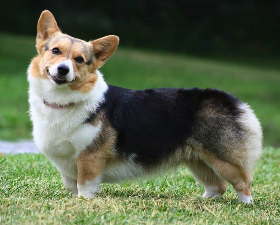Corgi Beagle Mix