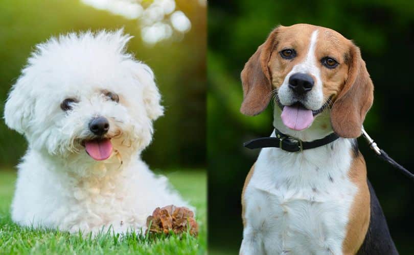 Meet The Glechon: Where Beagle Charm Meets Bichon Fluff