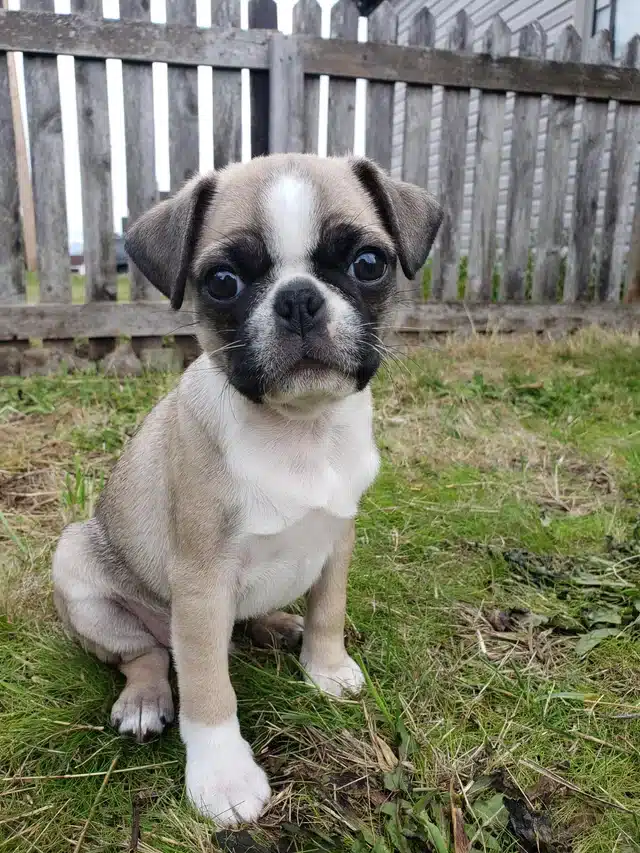 Bugg Dog Basics: Your Ultimate Guide To This Adorable Hybrid Breed