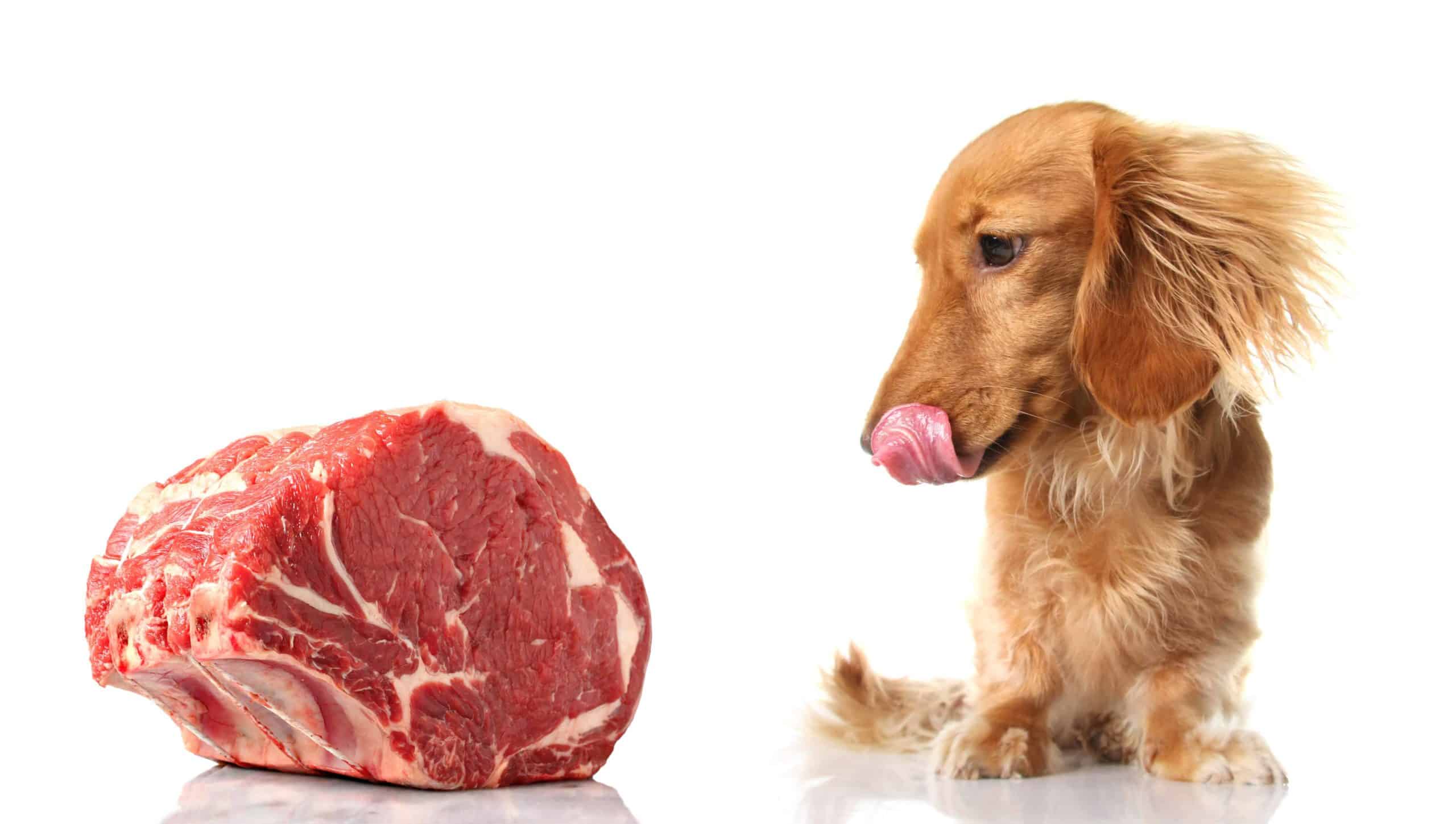 Can Dogs Eat Brisket? Unraveling The Facts For Pet Owners