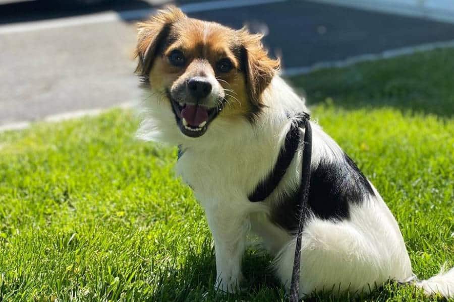 The Joyful Journey Of Owning A Cava-Lon: A Complete Guide For ...