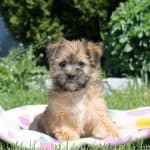 Chi Apso: Sweet, Cute, And Agile