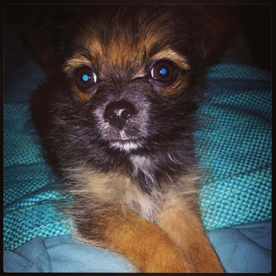 Chi Apso: Sweet, Cute, And Agile