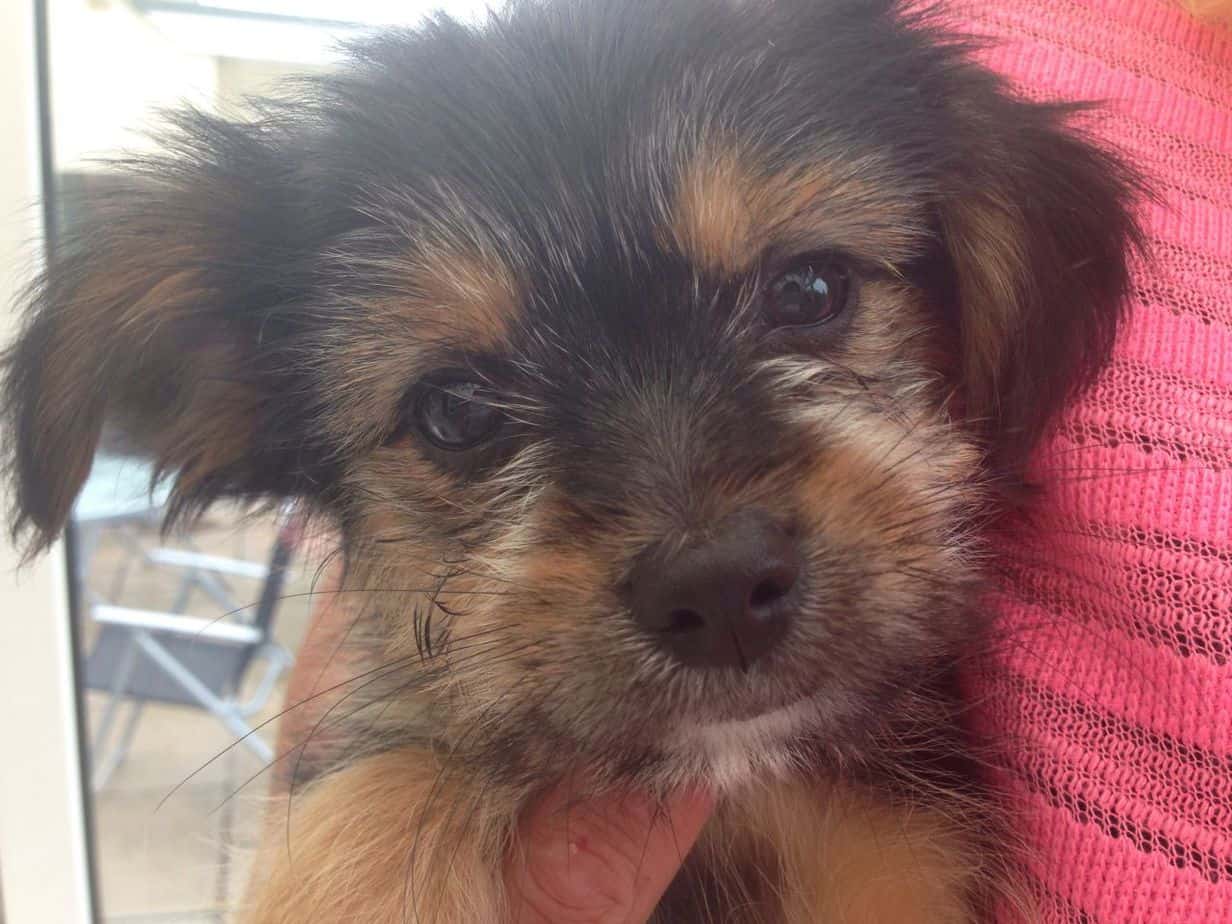 Chi Apso: Sweet, Cute, And Agile