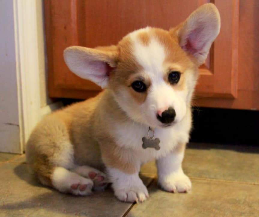 Chigi: An Obedient, Loving, and Loyal Crossbreed