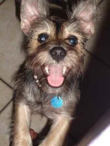 Chizer: An Energetic and Bubbly Breed