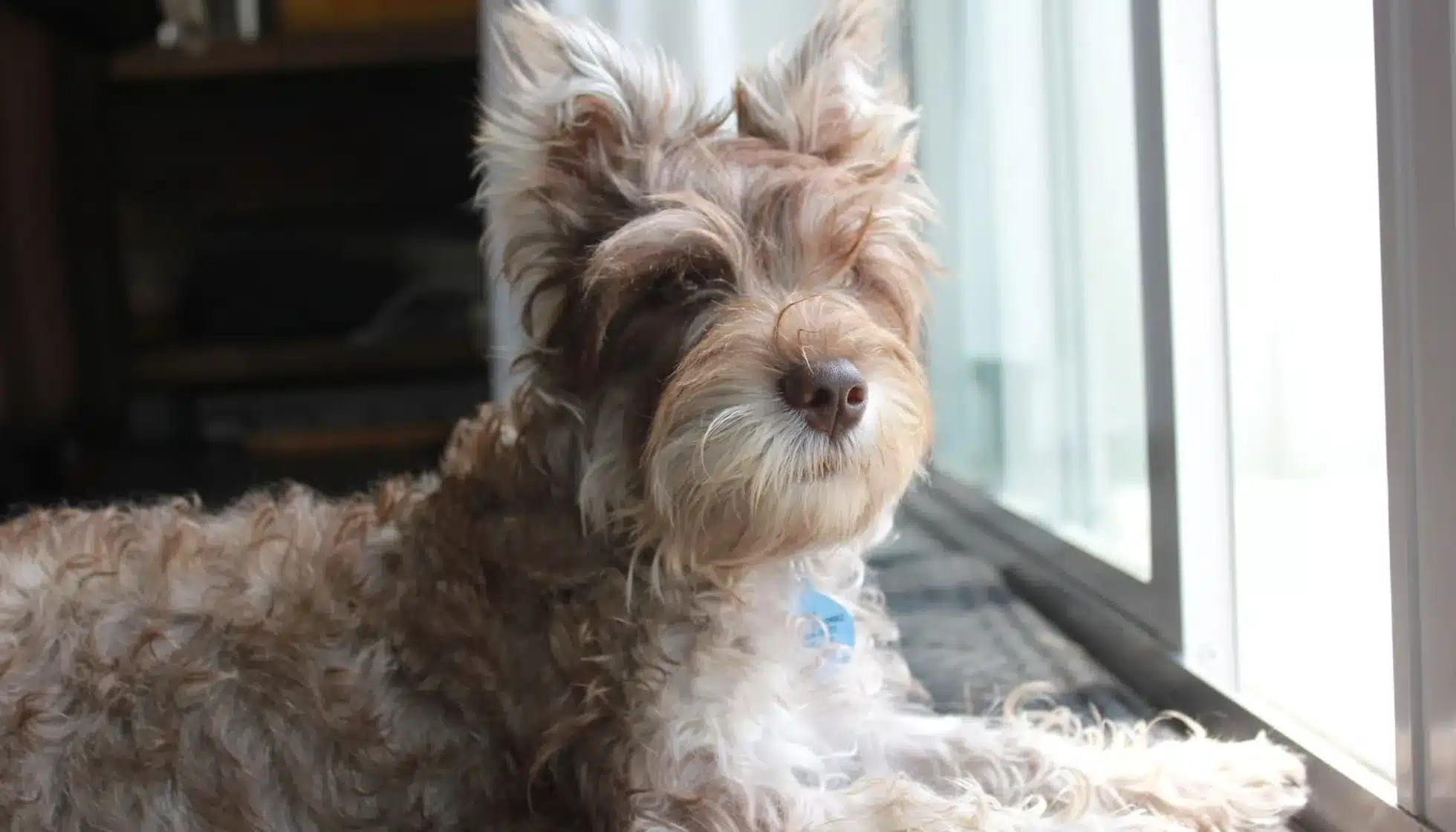 Chizer: A Chihuahua-Miniature Schnauzer Mixed-Breed Guide