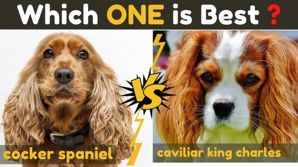 American Cocker Spaniel Vs Cavalier King Charles Spaniel