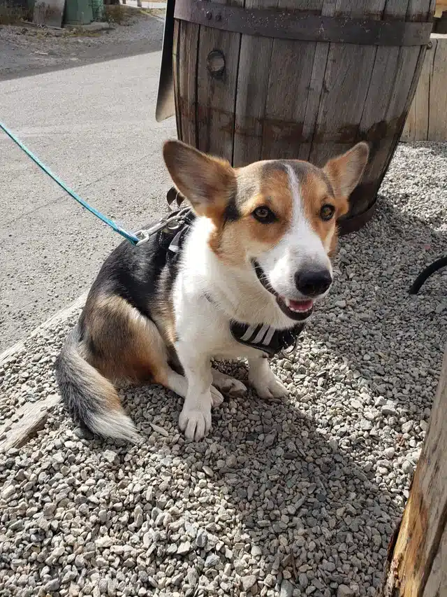 The Cojack Chronicles: Everything You Need To Know About This Dynamic ...