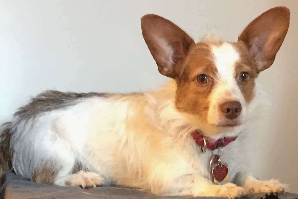 The Cojack Chronicles: Everything You Need To Know About This Dynamic ...