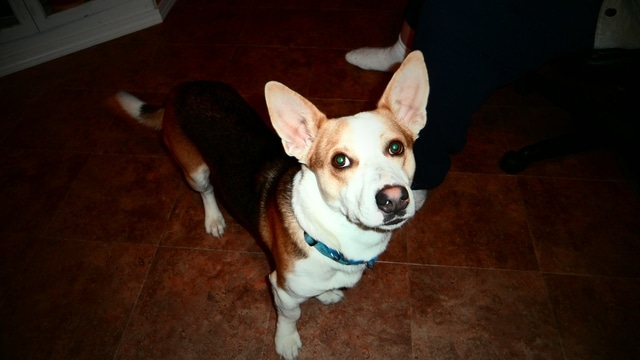 The Cojack Chronicles: Everything You Need To Know About This Dynamic ...