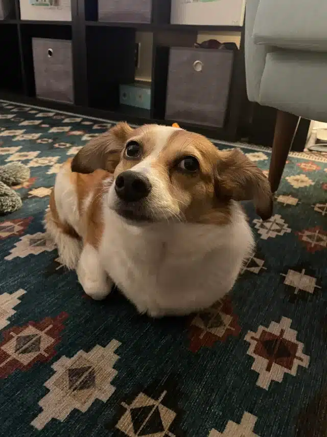 The Cojack Chronicles: Everything You Need To Know About This Dynamic ...