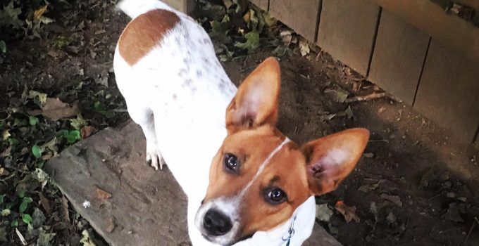 The Cojack Chronicles: Everything You Need To Know About This Dynamic ...