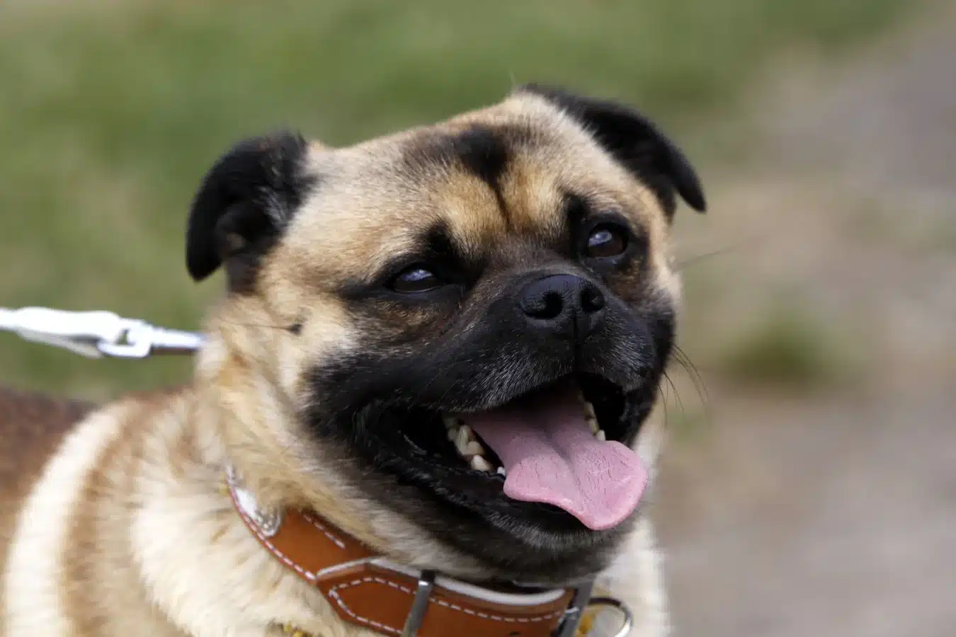 Corgi Pug: The Ultimate Guide To Your New Best Friend