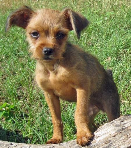 From Snout To Tail: Mastering Life With Your Dach-Griffon