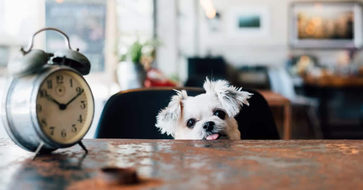 Do Dogs Understand Time Out?