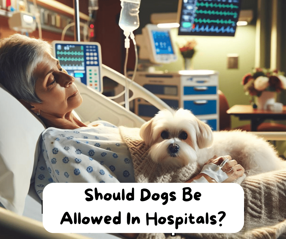 Should Dogs Be Allowed In Hospitals?