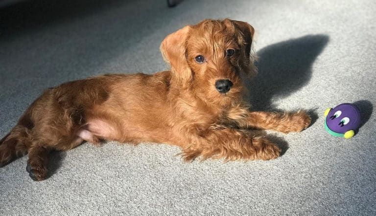 Everything You Need To Know About The Doxiepoo: The Ultimate Pet Parent ...