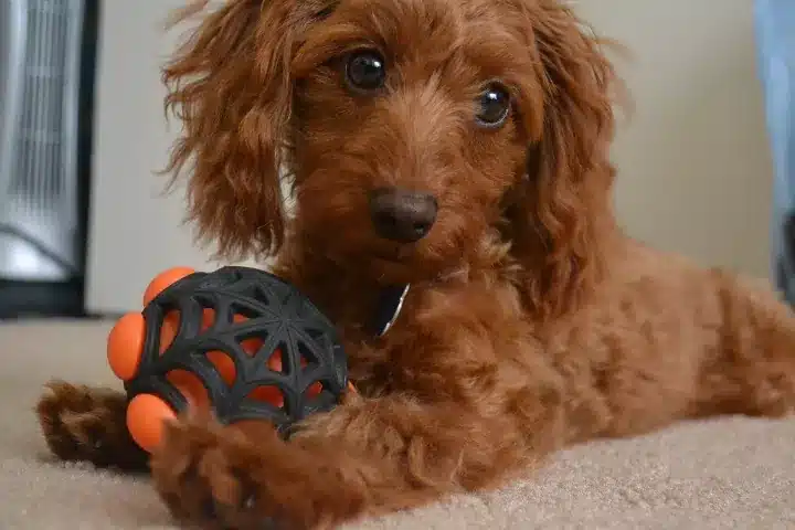 Everything You Need To Know About The Doxiepoo: The Ultimate Pet Parent ...