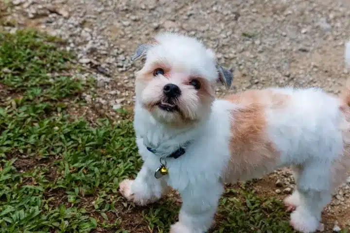 Fo-Tzu: Unleashing The Charm Of The Toy Fox Terrier Shih Tzu Mix