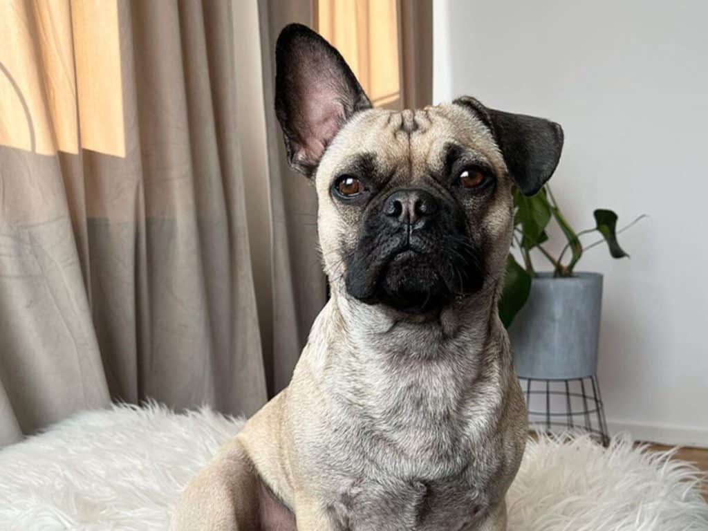 Frenchie Pug: Your Guide To The French Bulldog Pug Mix