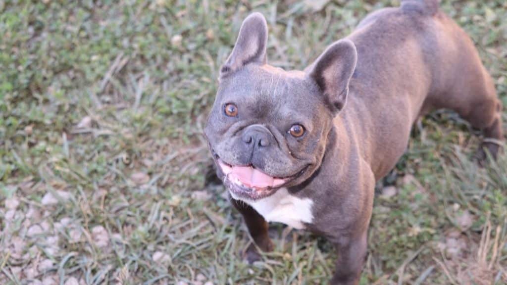 Frenchie Pug: Your Guide To The French Bulldog Pug Mix