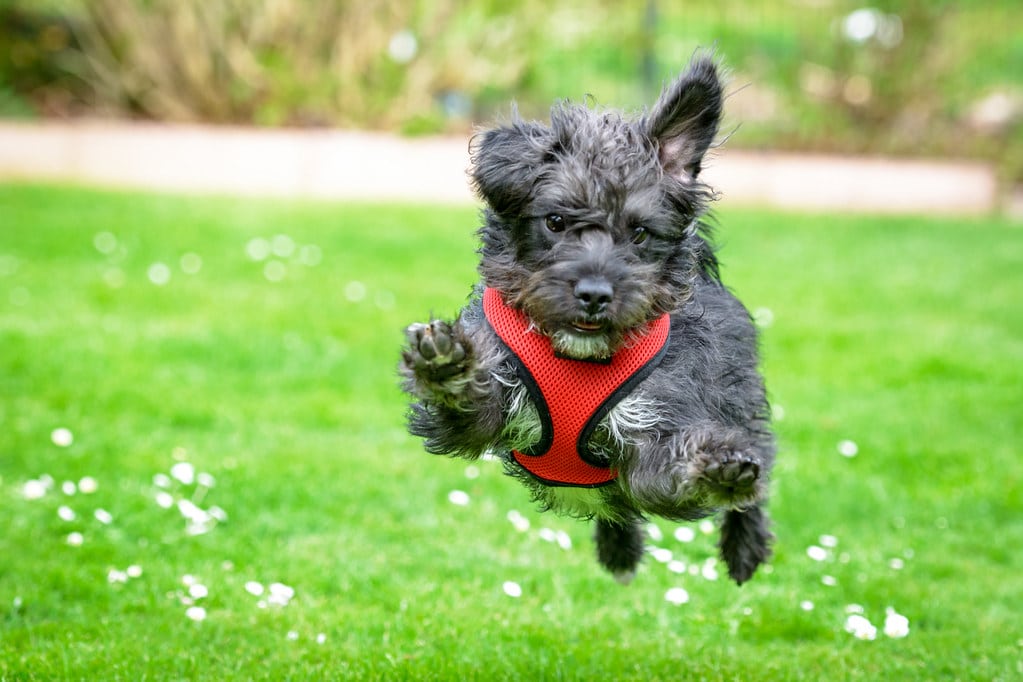 Meet The Froodle: Where Cuteness And Intelligence Collide