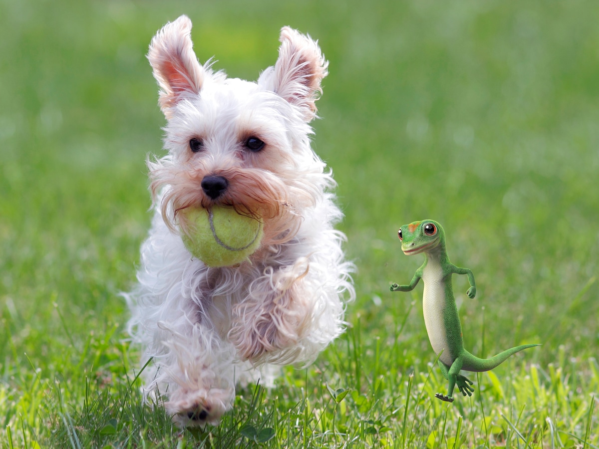 Are Skinks Poisonous To Dogs? Busting Myths And Setting The Record ...