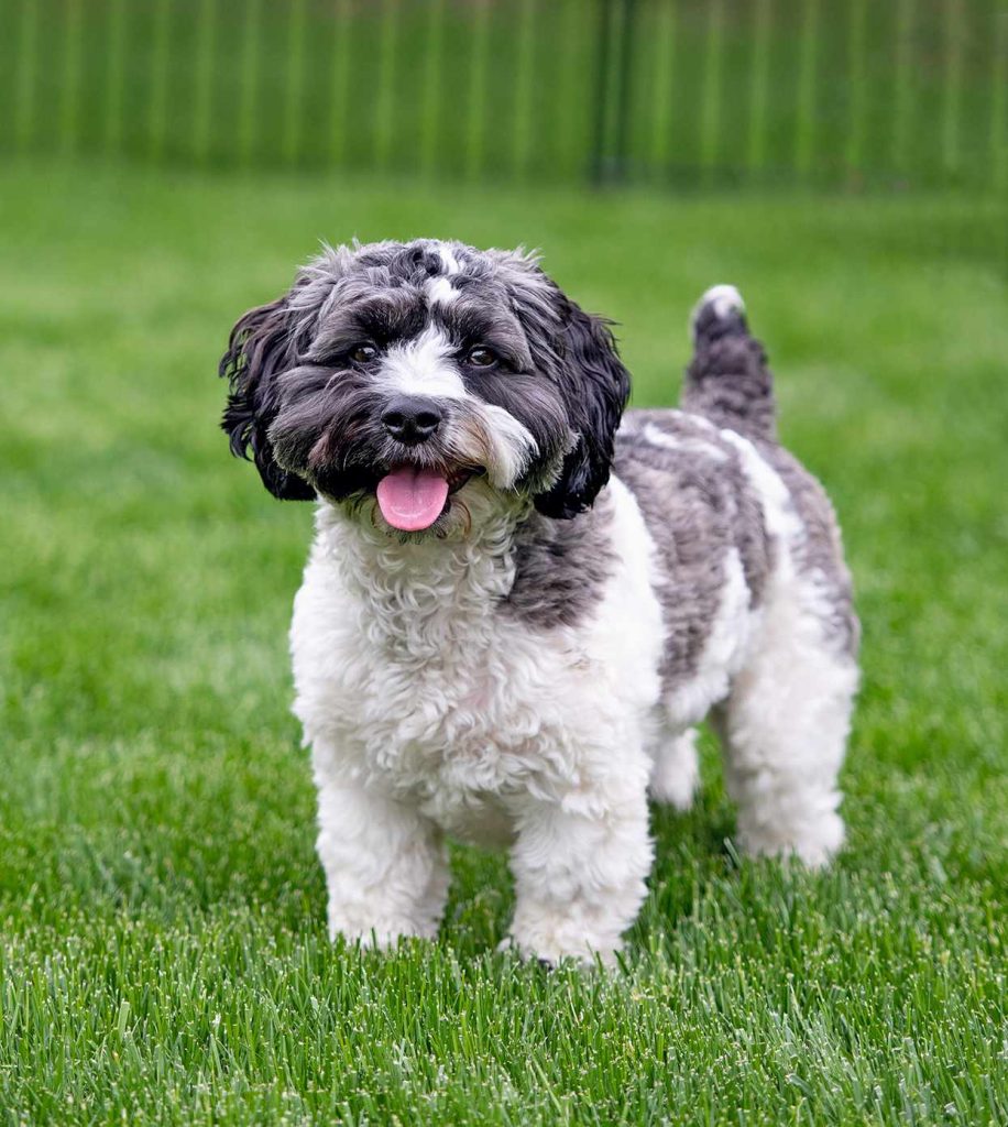 The Poovanese: Your Ultimate Guide To The Cuddliest Havanese-Poodle Mix