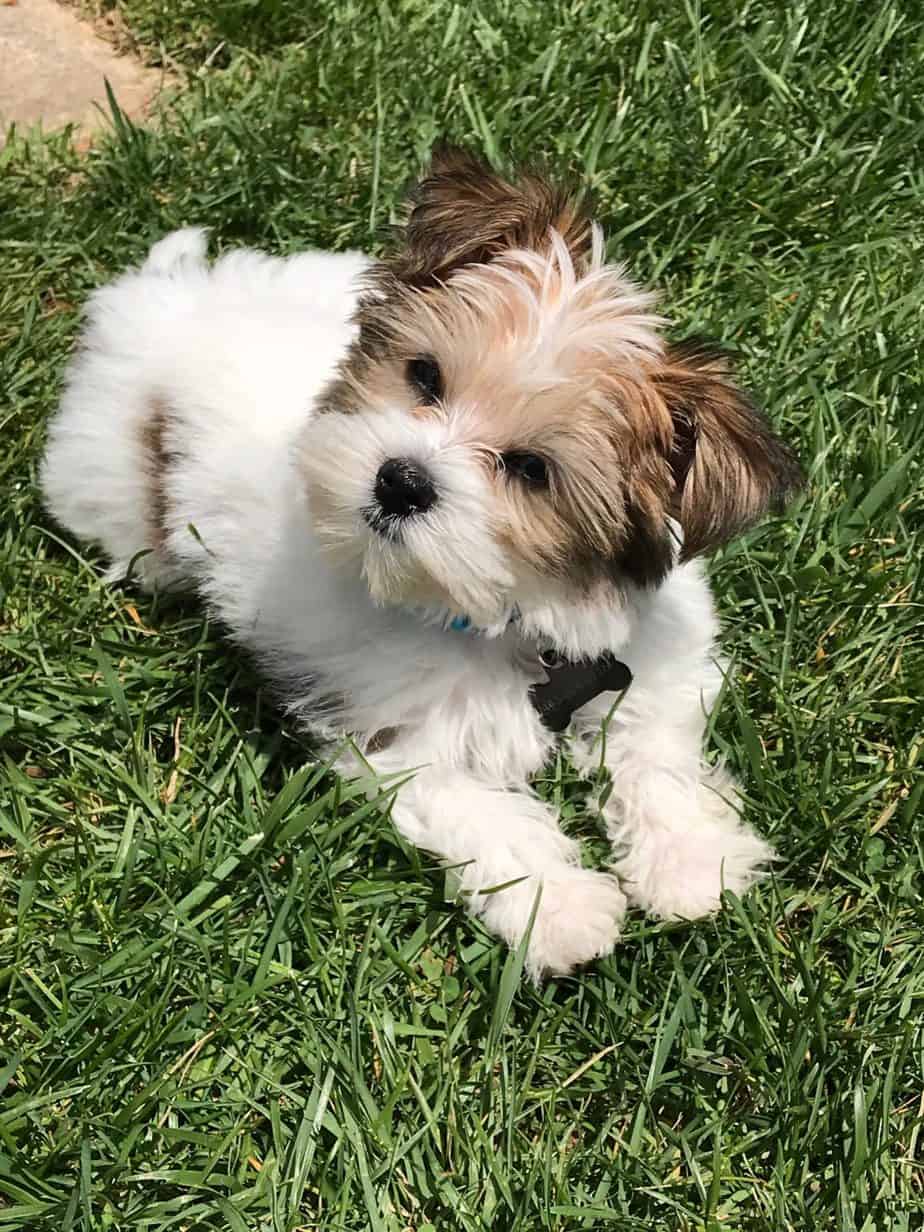 Havashu: An Ideal New Companion