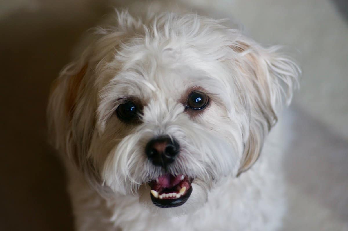 Havashu: A Havanese-Shih Tzu Mixed-Breed Guide