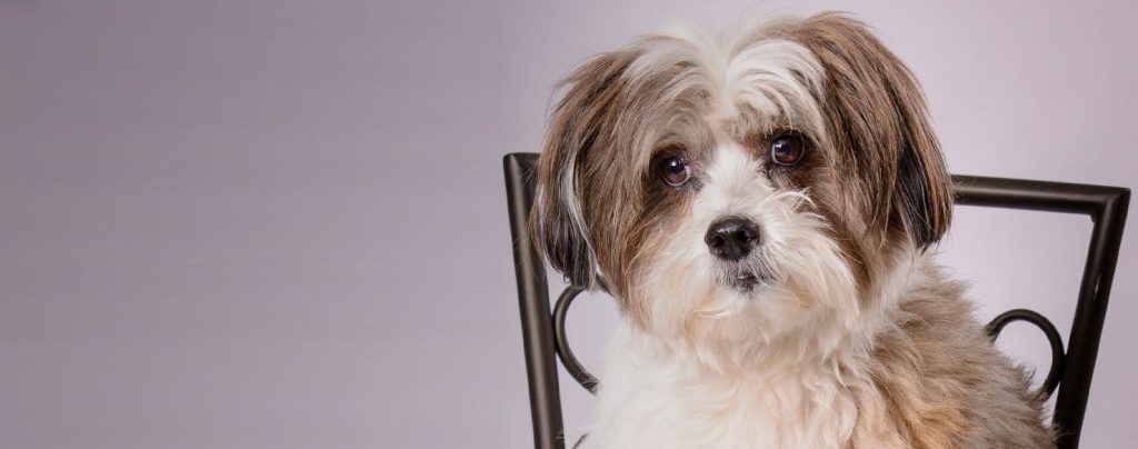 Meet The Kimola: Your Next Family Member Awaits!
