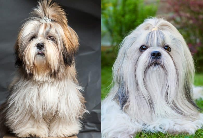 Lhasa Apso Vs Shih Tzu: Unraveling The Charm Of These Ancient Breeds