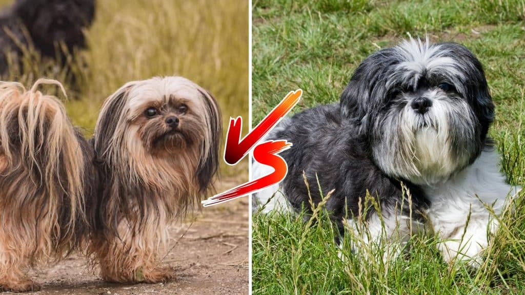Lhasa Apso Vs Shih Tzu: Unraveling The Charm Of These Ancient Breeds