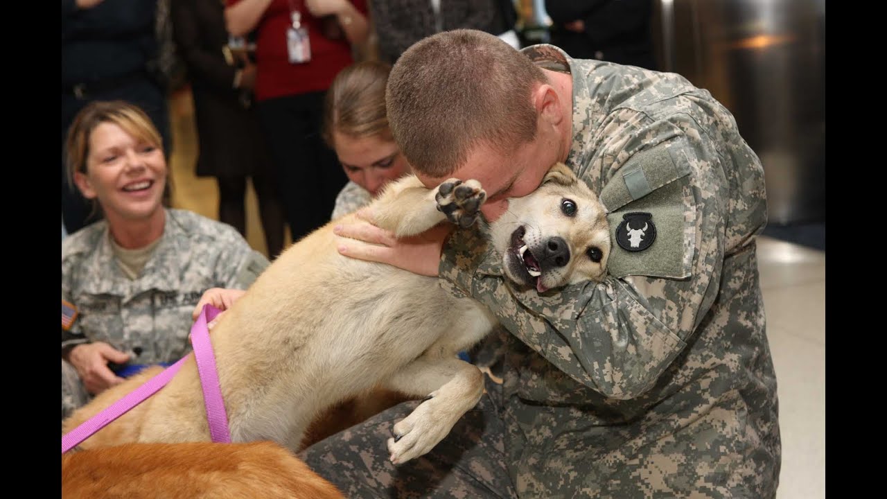 7 Real Dog Stories That Will Melt Your Heart