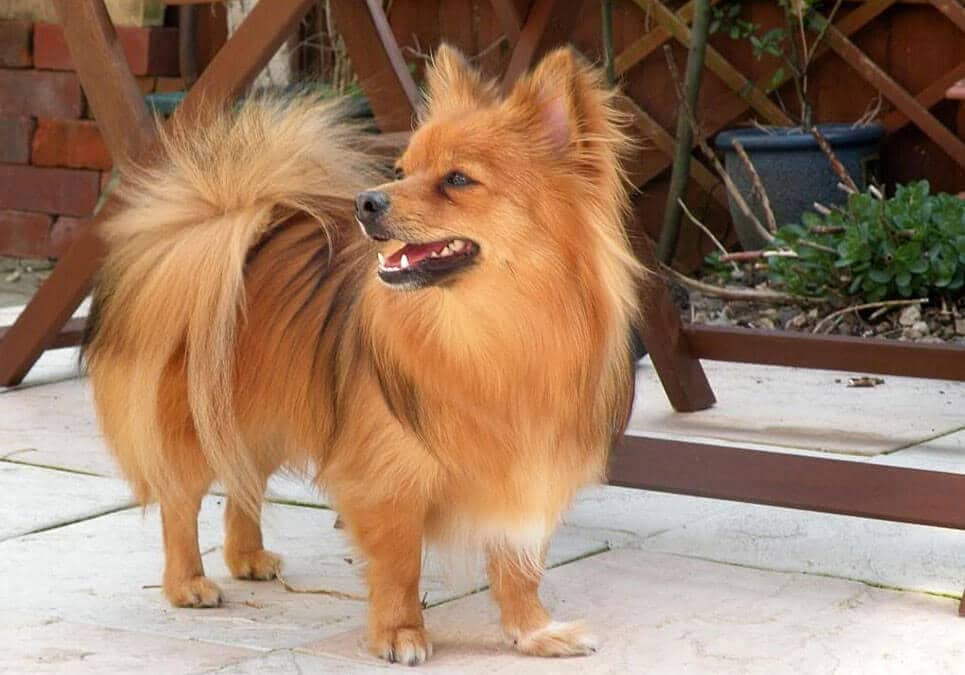 The Ultimate Guide To The Adorable Paperanian: Your New Furry Best Friend