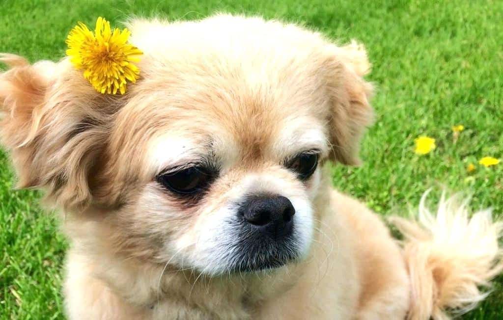 Peekapoo: A Pekingese-Poodle Mixed-Breed Guide