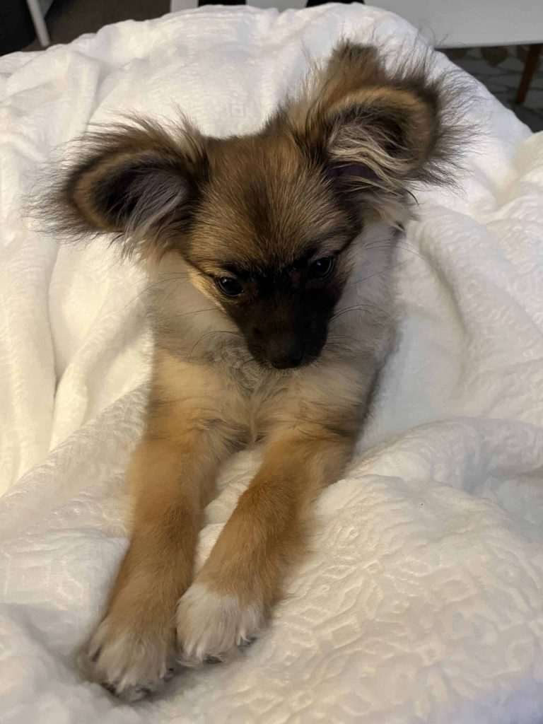 Pom-A-Pug Perfection: Your Ultimate Guide To The Adorable Hybrid