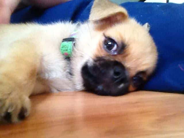 Pom-A-Pug Perfection: Your Ultimate Guide To The Adorable Hybrid