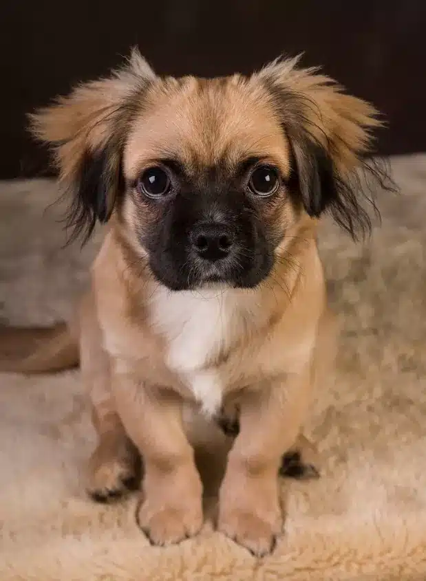 Pom-A-Pug Perfection: Your Ultimate Guide To The Adorable Hybrid